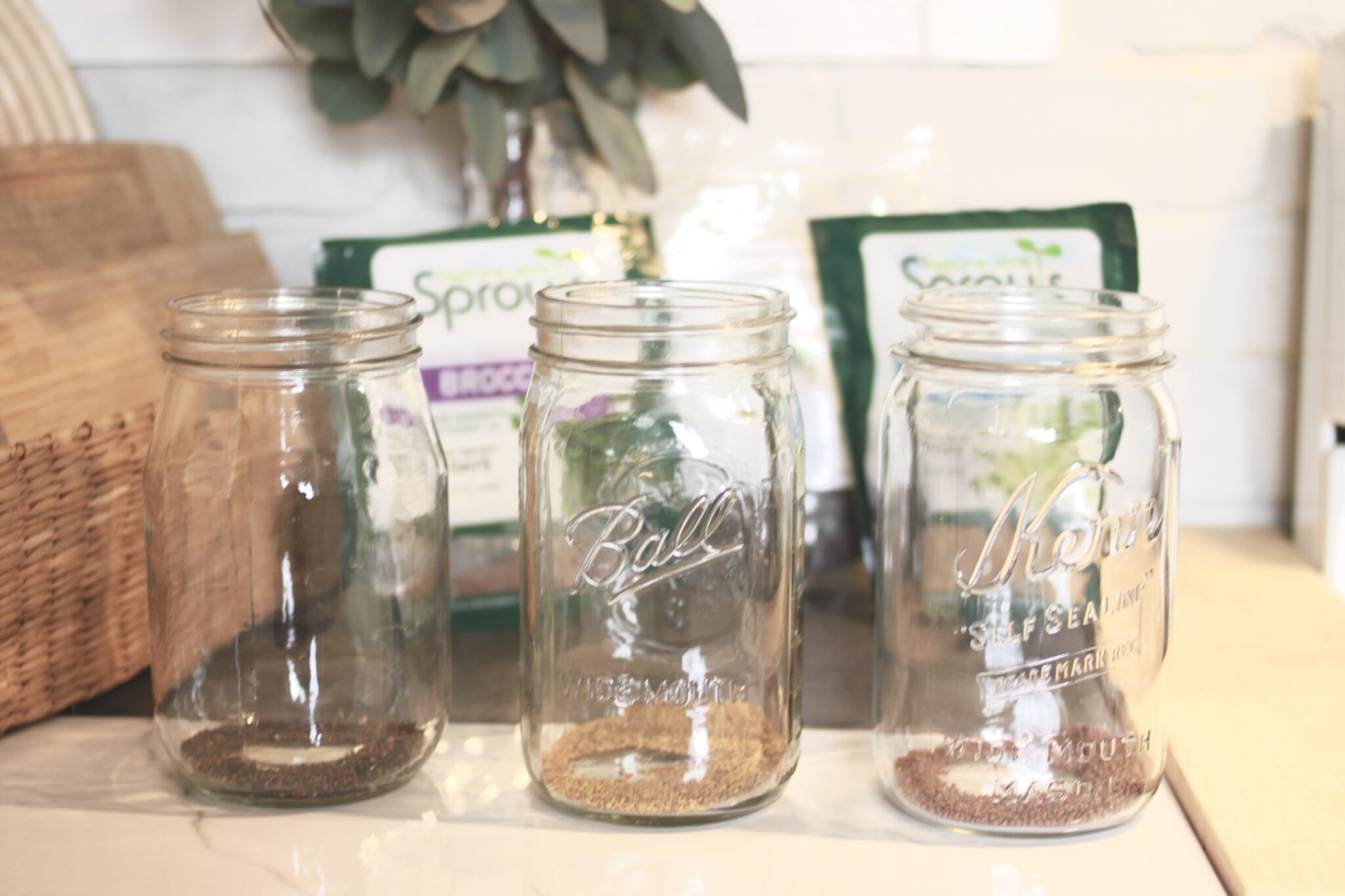 How to Grow Sprouts at Home - Our Nomadic Homestead
