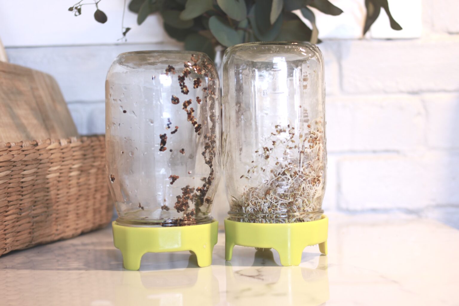 How to Grow Sprouts at Home - Our Nomadic Homestead