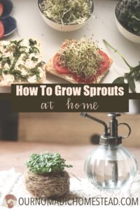 How to Grow Sprouts at Home - Our Nomadic Homestead