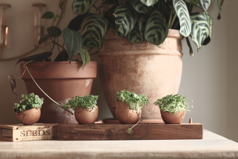 How to Grow Sprouts at Home - Our Nomadic Homestead